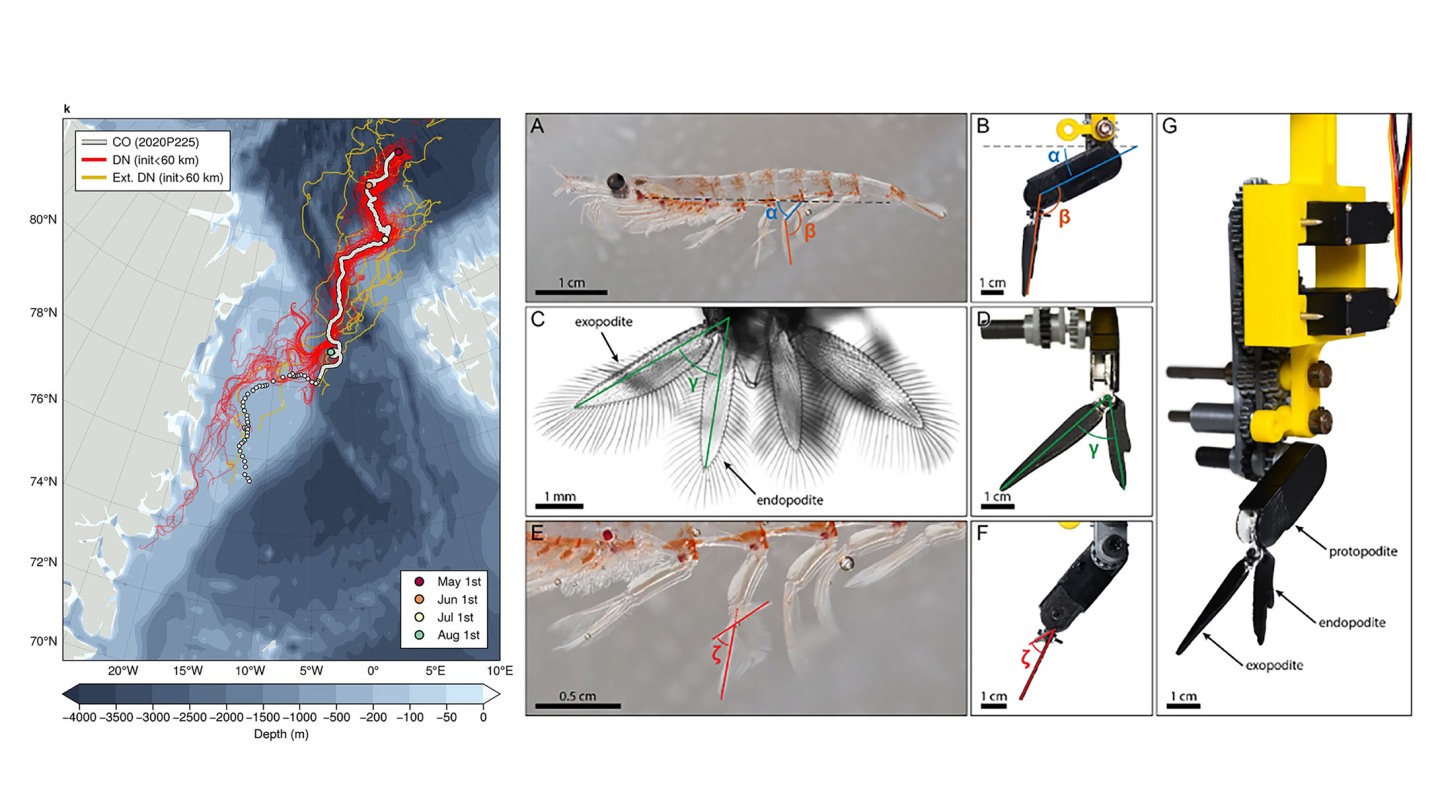 Ice-Ocean Interactions and Bio-Fluids | MUSE | Brown University